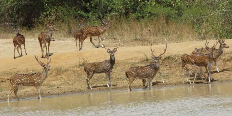 From Ella: All Inclusive Udawalawe National Park Safari - Overall Value and Who Will Love This Tour