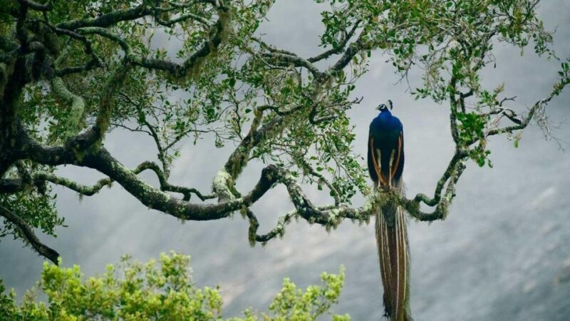 From Ella: Drop to Tangalle/Hiriketiya/Mirissa & Yala Safari - Key Points