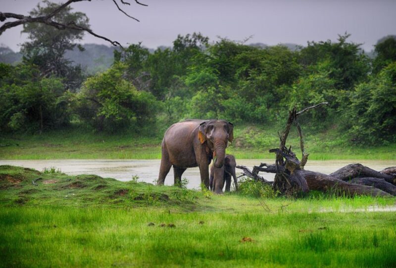 From Ella: Drop to Tangalle/Hiriketiya/Mirissa & Yala Safari - FAQ