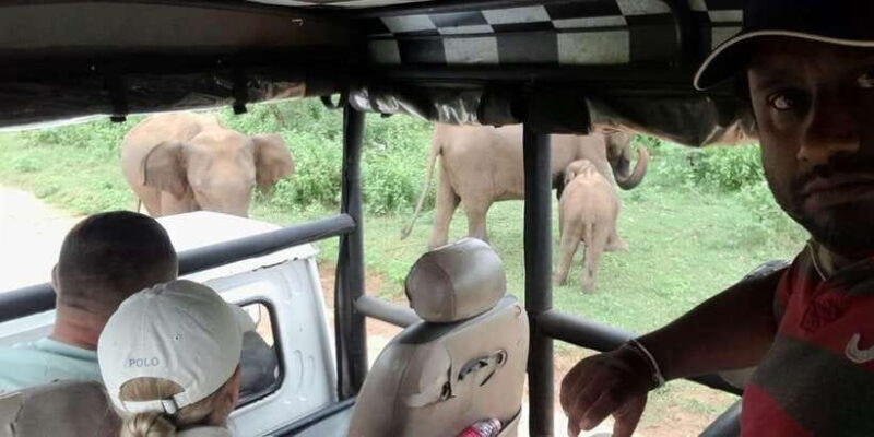 From Ella: Drop to Tangalle/Mirissa/Galle & Udawalawe Safari - Value for Money