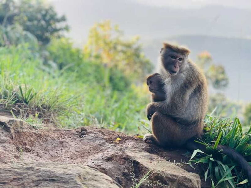 From Ella: Lipton Seat & Dambatenne Tea Factory Day Tour - Key Points