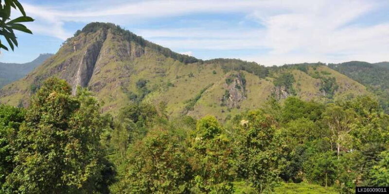 From Ella: Little Adams Peak and Nine Arches Bridge Hiking - Authentic Experiences and Guest Feedback
