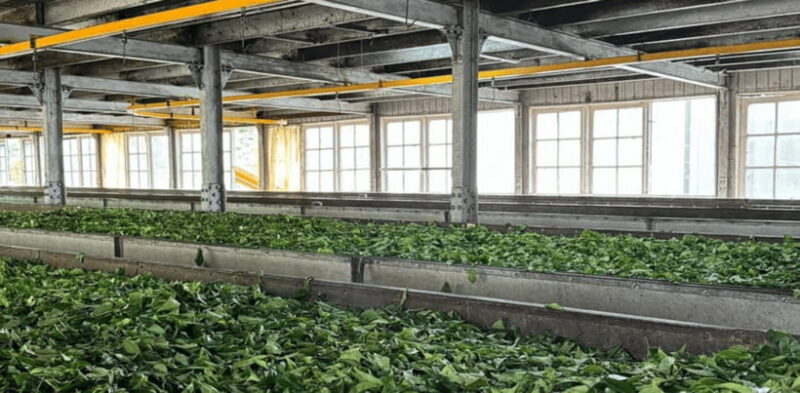 From Ella: Nuwara Eliya Tea Factory and Plantation Tour - Exploring Nuwara Eliya: The Heart of the Tea Country