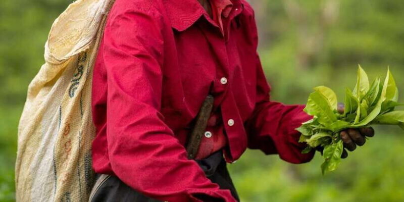 From Ella - Private Day Tour of 8 Iconic Sights & Train Ride - Iconic Landmarks and Adventure