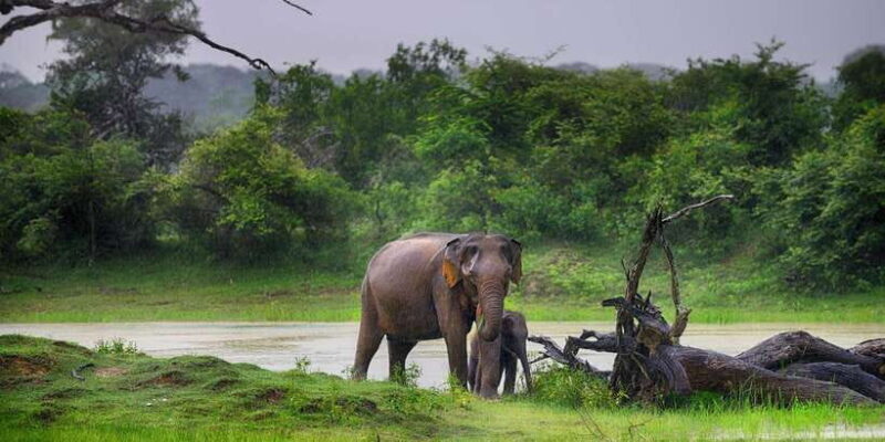From Ella: Shuttle to Tangalle/Hiriketiya w Udawalawe Safari - Key Points