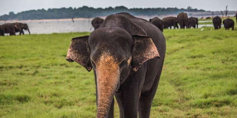 From Ella: Shuttle to Tangalle/Hiriketiya w Udawalawe Safari - What You Can Expect from the Tour