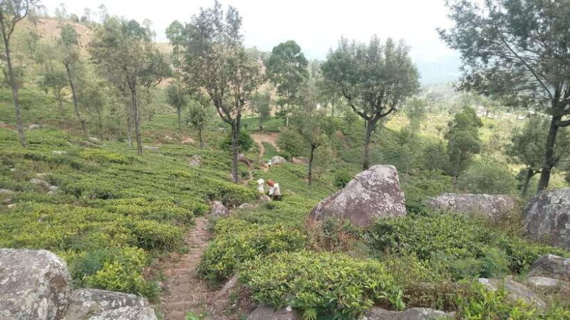 From Ella: Tea Adventure in Haputale with Village Lunch - Authenticity and Guides: The Cornerstones