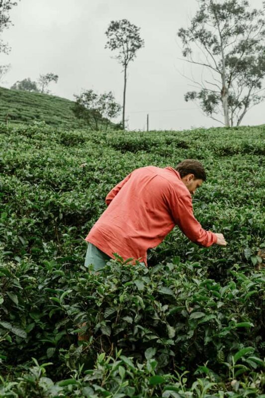 From Ella: Tea Adventure Tour in Haputale With Village Lunch - Who Will Love This Tour