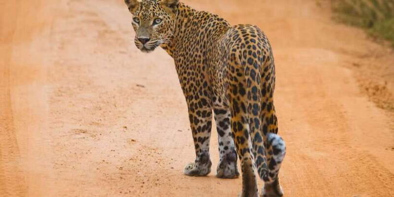 From ELLA to ARUGAM-BAY transfer with YALA Safari Tour - Key Points