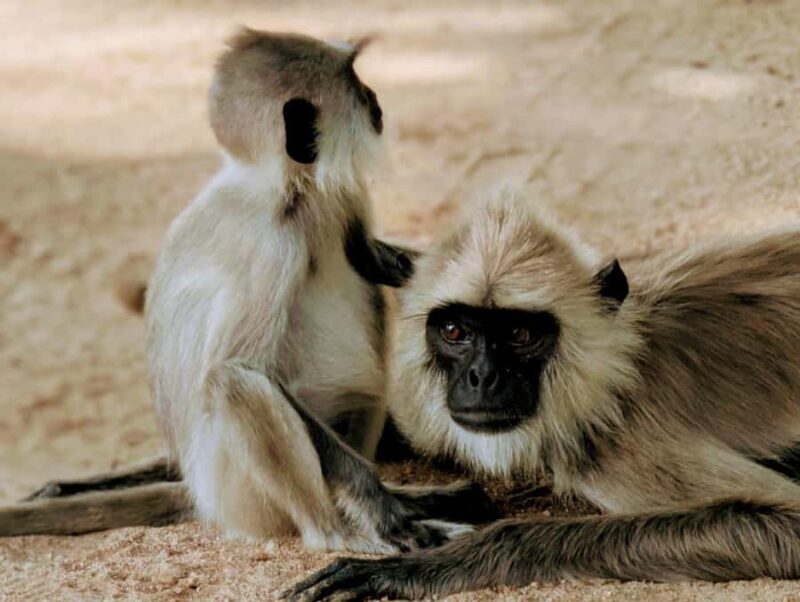 From Ella to Yala National Park Safari with Tree House Stay - An Authentic Sri Lankan Adventure in Just Two Days