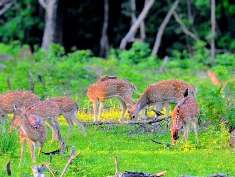 From Ella to Yala National Park Safari with Tree House Stay - The Second Safari and Transfer to Beach Towns