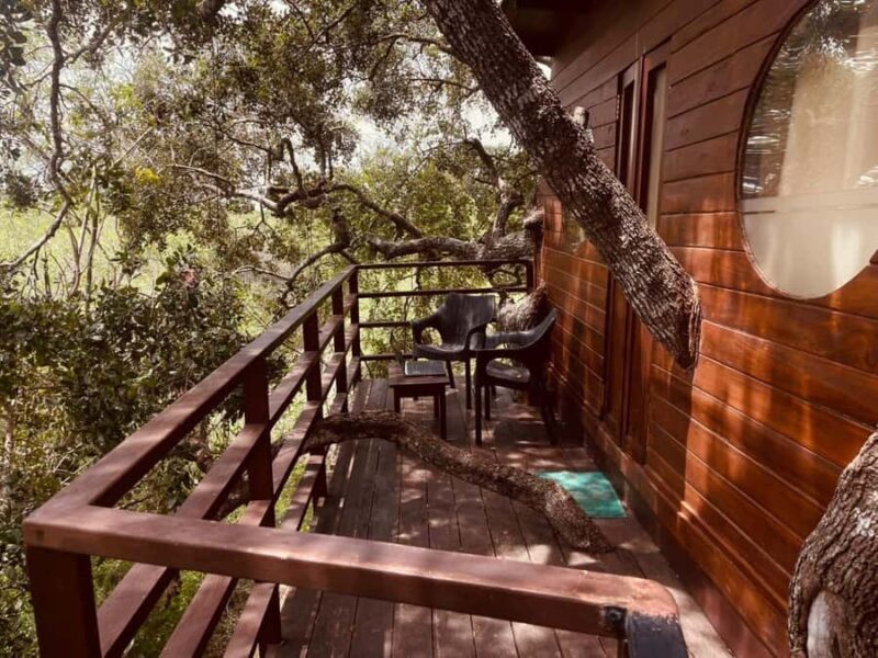 From Ella to Yala National Park Safari with Tree House Stay - The Value of This Experience