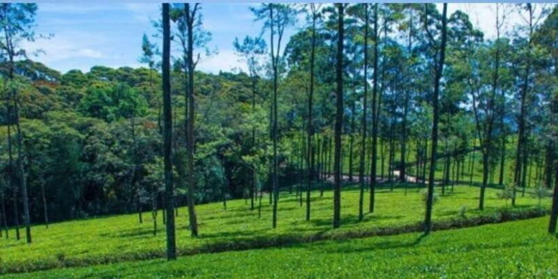 From Ella: Tuk-Tuk Tea Adventure: Lipton's Seat Excursion! - An In-Depth Look at the Tour Experience