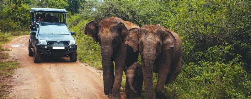 From Ella: Udawalawa Safari and Tangalle/Hiriketiya Transfer - Key Points