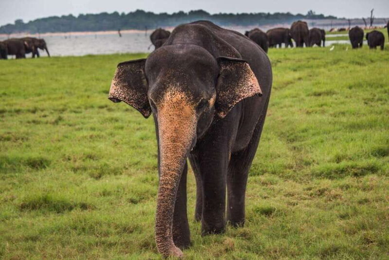 From Ella: Udawalawa Safari and Tangalle/Hiriketiya Transfer - Who Is This Tour Best For?