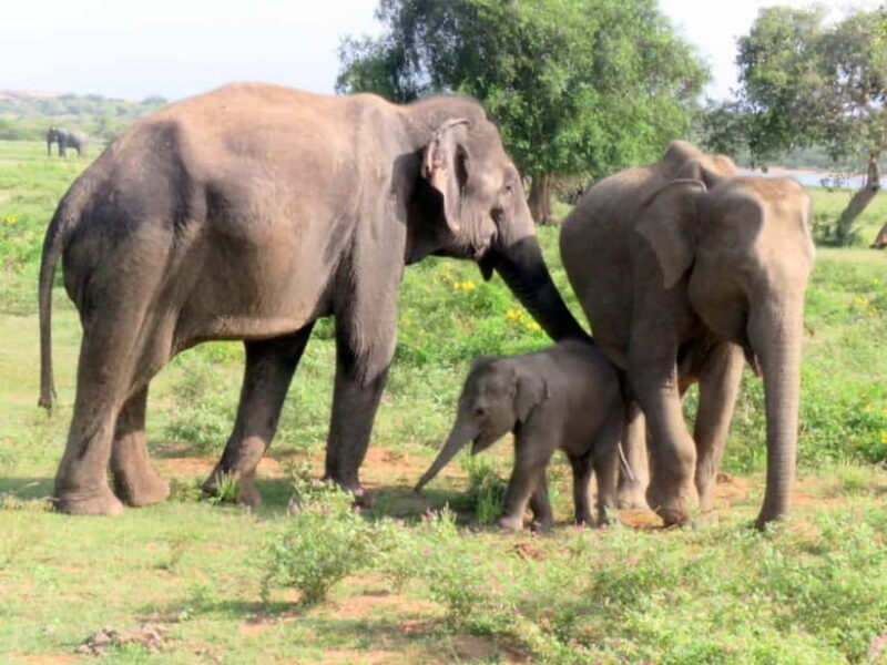 From Ella: Udawalawa Safari Drop: Galle / Mirissa / Tangalle - Why Choose This Tour?
