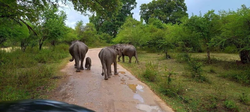 From Ella: Udawalawa Safari Drop: Galle / Mirissa / Tangalle - FAQs