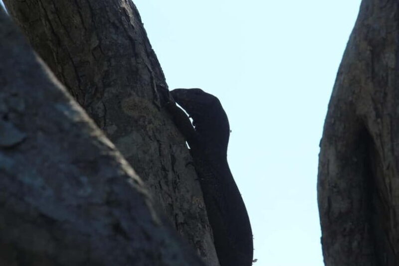 From Ella : Udawalawa Safari & Drop Tangalle/ Mirissa/ Galle - Who Will Love This Adventure?