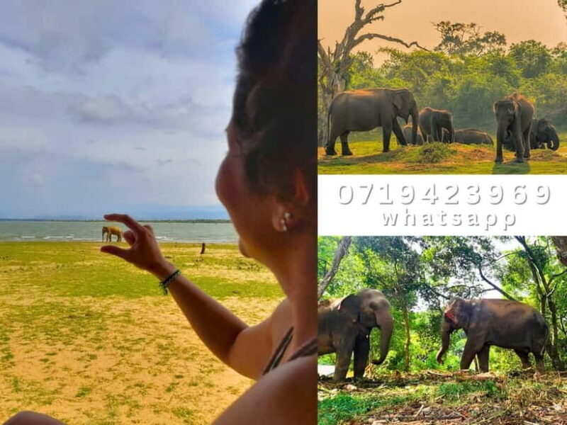 From Ella: Udawalawe National Park safari drop to Ella again - Key Points