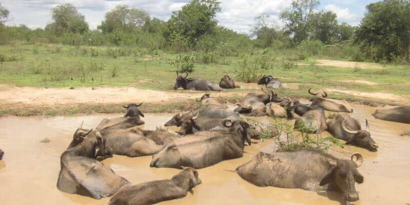 From Ella: Udawalawe Safari with Elephant Transit Home - What Makes This Tour Special?