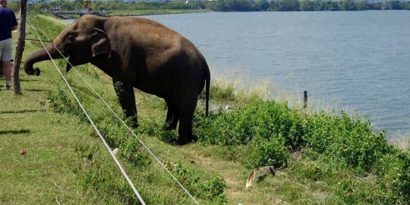 From Ella: Udawalawe Safari with Elephant Transit Home - The Sum Up