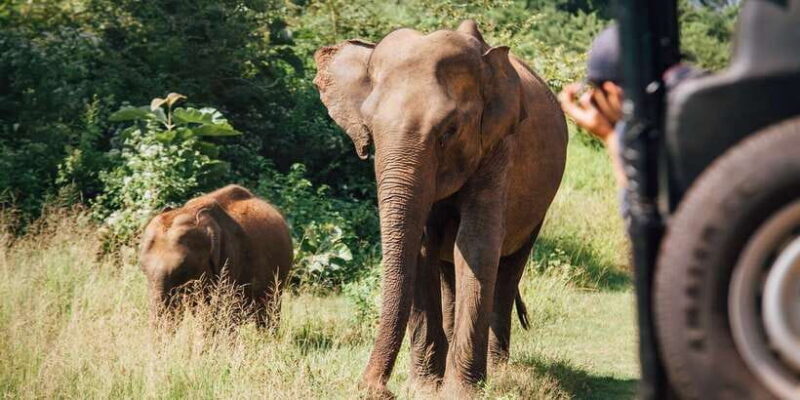 From Ella: Udawalawe Safari with Elephant Transit Home Visit - The Sum Up