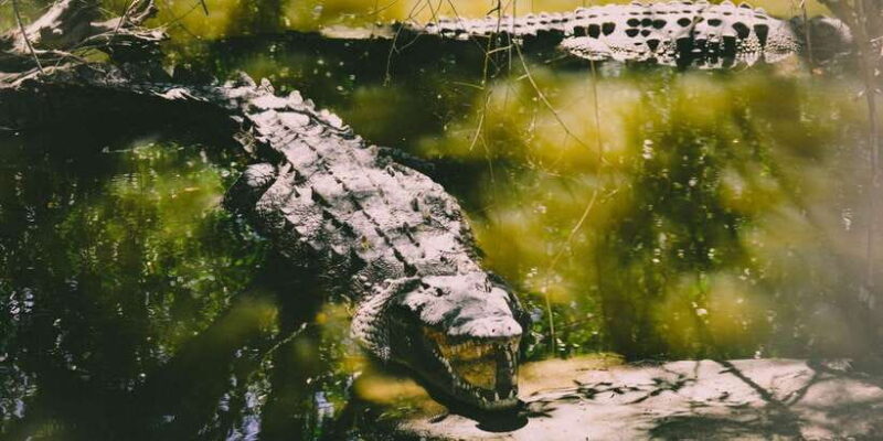 From Ella : Udawalawe & YALA Safaris with Breakfast & Lunch - Who Should Consider This Tour?