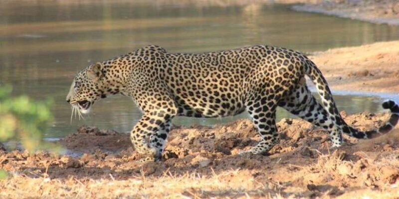 From Ella : Udawalawe & YALA Safaris with Breakfast & Lunch - Final Thoughts