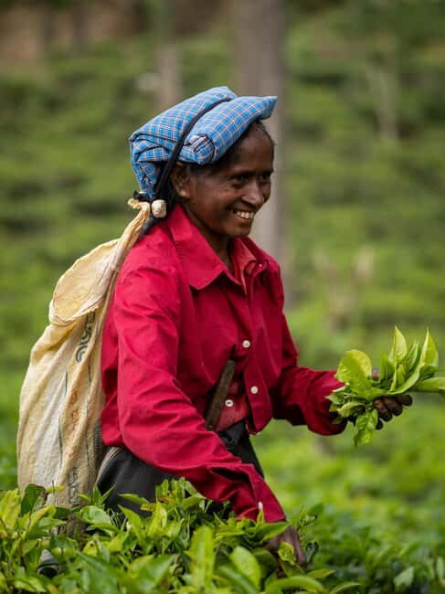 From Ella : Waterfalls, Nine Arch Bridge, Little Adam's Peak - Introduction: Why This Tour Might Be Your Best Ella Day