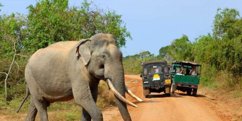 From Ella: Yala National Park Jeep Safari Tour - Exploring the Yala National Park Jeep Safari Tour