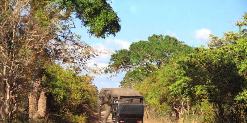 From Ella: Yala National Park Jeep Safari Tour - Final Thoughts