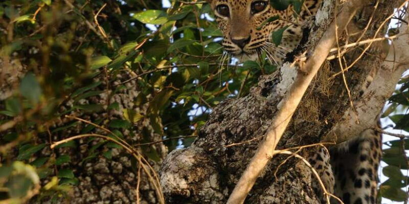 From Ella: Yala National Park Jeep Safari Tour - FAQ