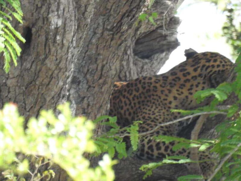 From Ella: Yala National Park Safari & back to Ella - The Practical Value of the Tour
