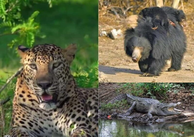 From Ella: Yala National Park safari & drop to Ella again - The Experience in Detail