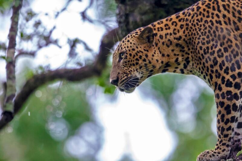 From Ella: Yala National Park Safari Tour in a 4x4 - The Experience: What Travel Reviewers Say