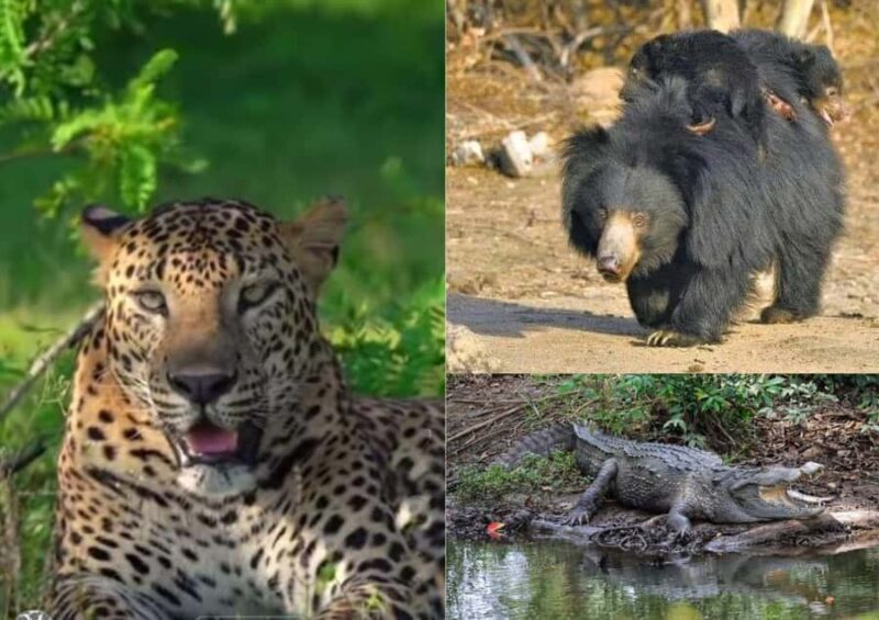 From Ella: YALA National park safari tour with Return - Key Points