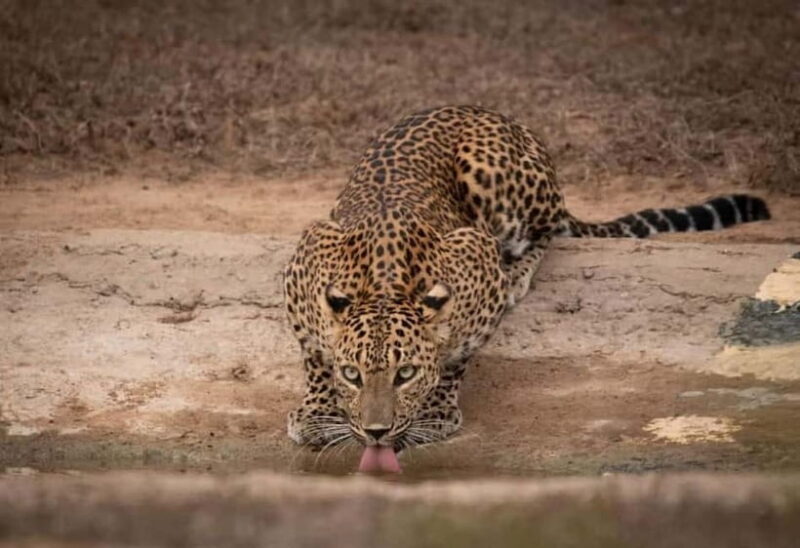 From Ella: Yala Safari & Drop at : Arugambay - A Closer Look at the Experience
