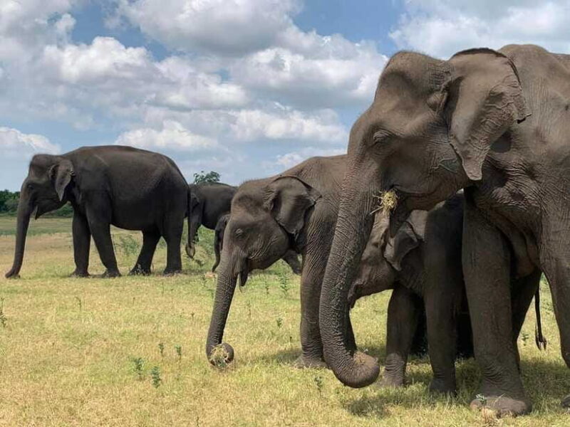 From Ella: Yala Safari & Drop at : Arugambay - Authentic Wild Encounters and Practical Tips