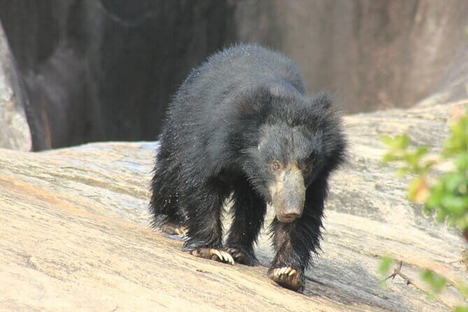 From: Ella - YALA Safari - Drop off: Arugam Bay / Arugambay - Authentic Experiences and Authentic Guides
