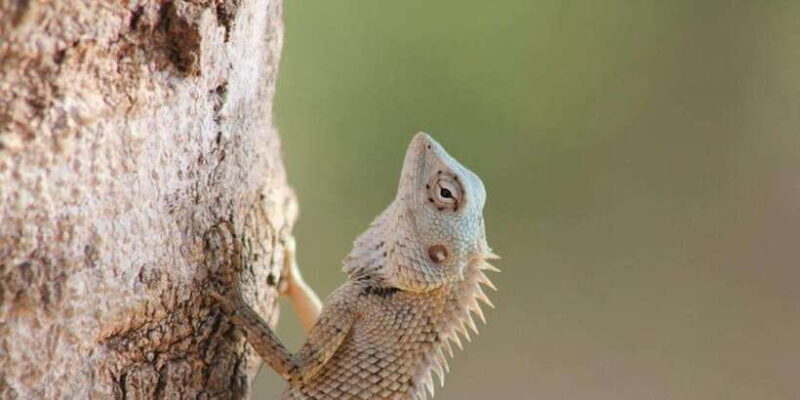 From: Ella - YALA Safari - Drop off: Arugam Bay / Arugambay - Who Would Love This Tour?