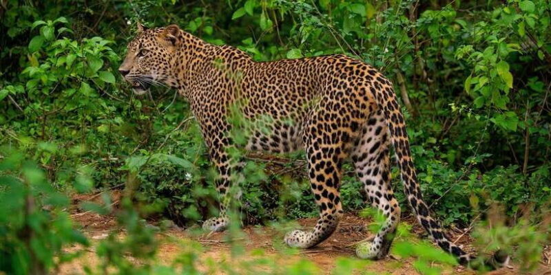 From Ella - Yala Safari - Drop-off : Galle/Mirissa/Hikkaduwa - Key Points