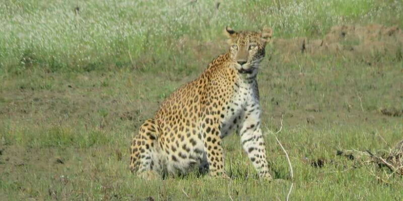 From Ella - Yala Safari - Drop-off : Galle/Mirissa/Hikkaduwa - What Do the Reviews Say?