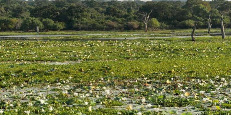 From Ella - Yala Safari - Drop-off : Galle/Mirissa/Hikkaduwa - FAQ