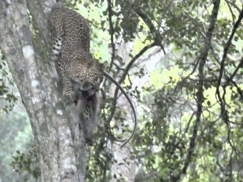 From Ella: Yala safari & Drop Tangalle / Mirissa / Galle - The Sum Up: Who Is This Tour Ideal For?