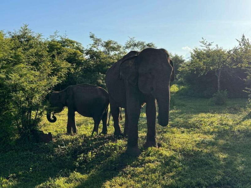 From Ella: Yala safari & Drop Tangalle / Mirissa / Galle - FAQ