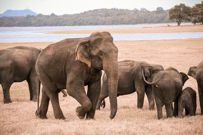From Ella: YALA SAFARI TOUR & Galle/Mirissa/Tangalle transfer - Introduction: Why Consider a Yala Safari from Ella?