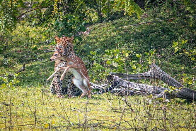 From Ella: YALA SAFARI TOUR & Galle/Mirissa/Tangalle transfer - A Detailed Breakdown of the Itinerary