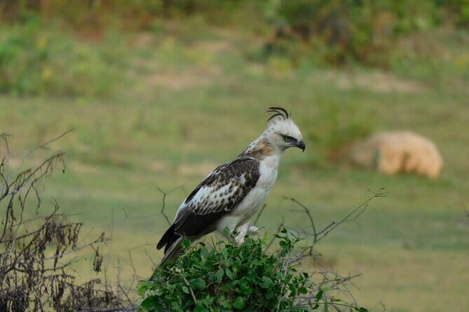 From Ella: YALA SAFARI TOUR & Galle/Mirissa/Tangalle transfer - Why Travelers Love This Safari