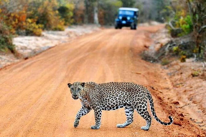 From Ella: YALA SAFARI TOUR & Galle/Mirissa/Tangalle transfer - Practical Considerations