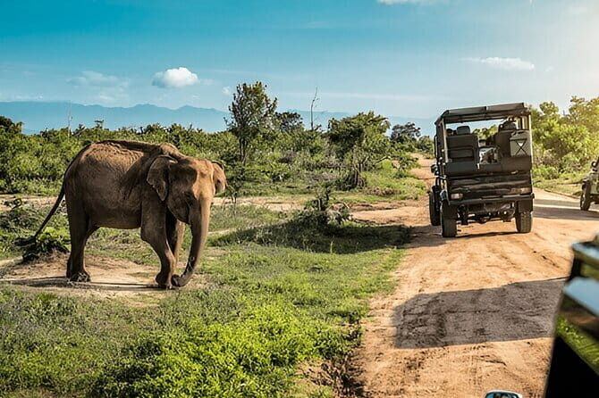 From Ella: YALA SAFARI TOUR & Galle/Mirissa/Tangalle transfer - Who Is This Tour Best For?